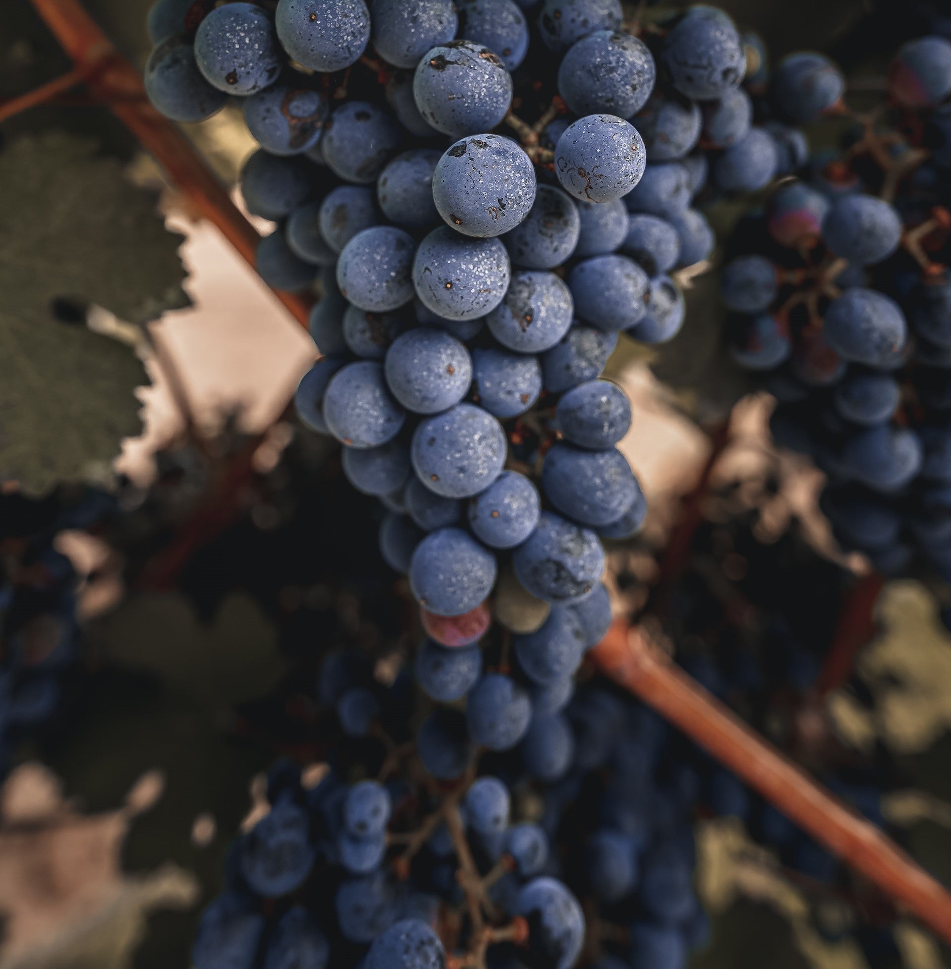 Ποικιλία Cabernet Franc – wine.gr